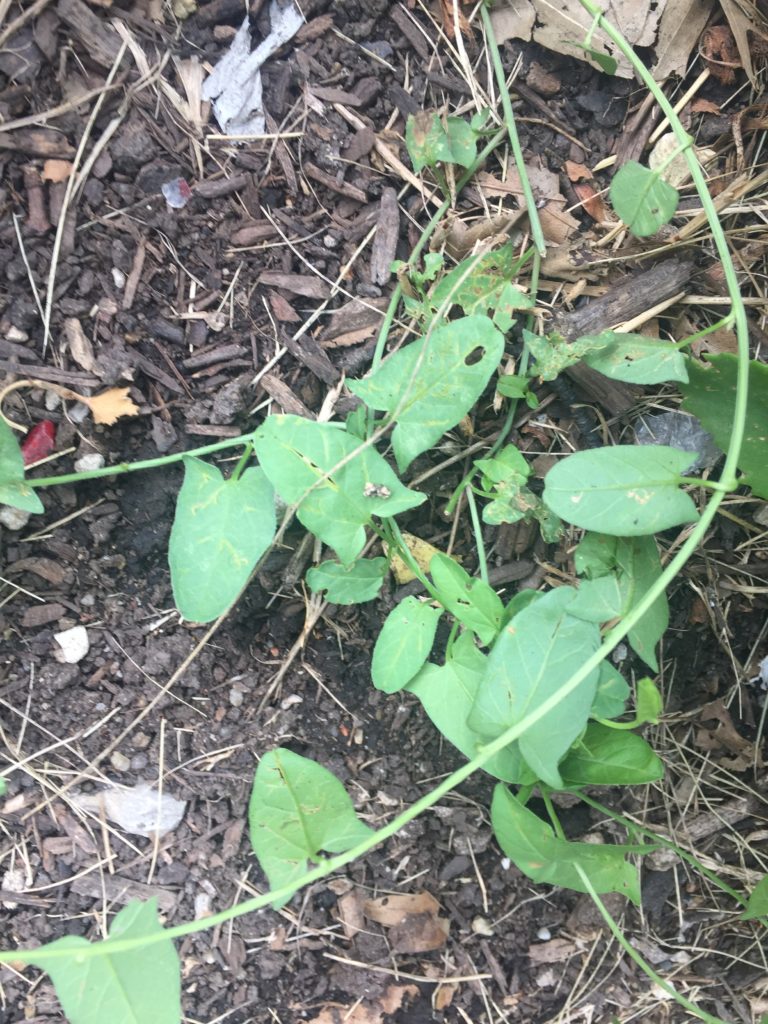 The Bindweed Takeover’s Life Lesson | Linda Chubbuck